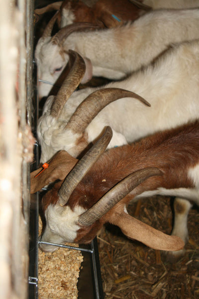 9 Quart Hook Over Goat Trough | Miller Manufacturing Company